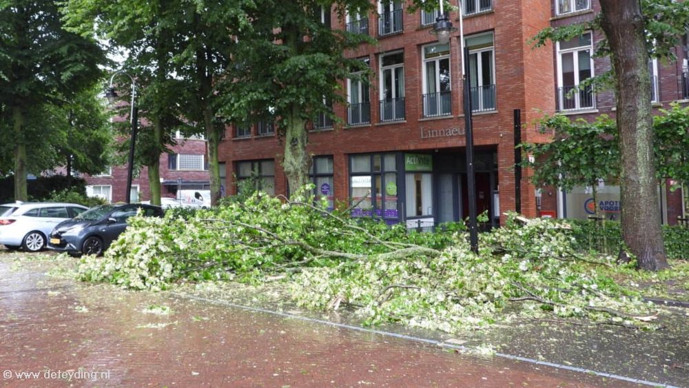 Poly veroorzaakt schade in Teylingen: grote linde bij Boerhaavehuis ...